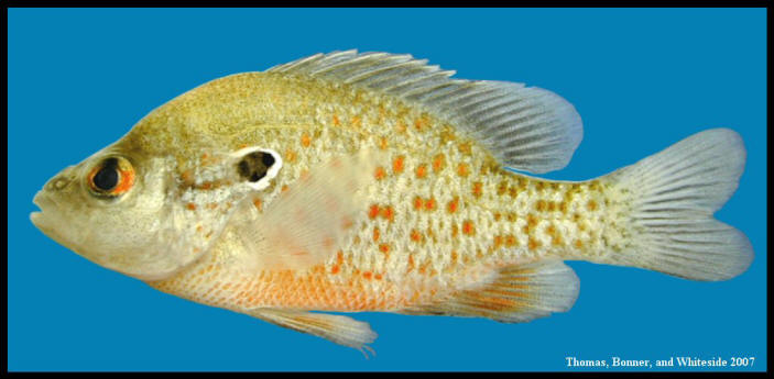 Orange Spotted Sunfish Spawn Temperature